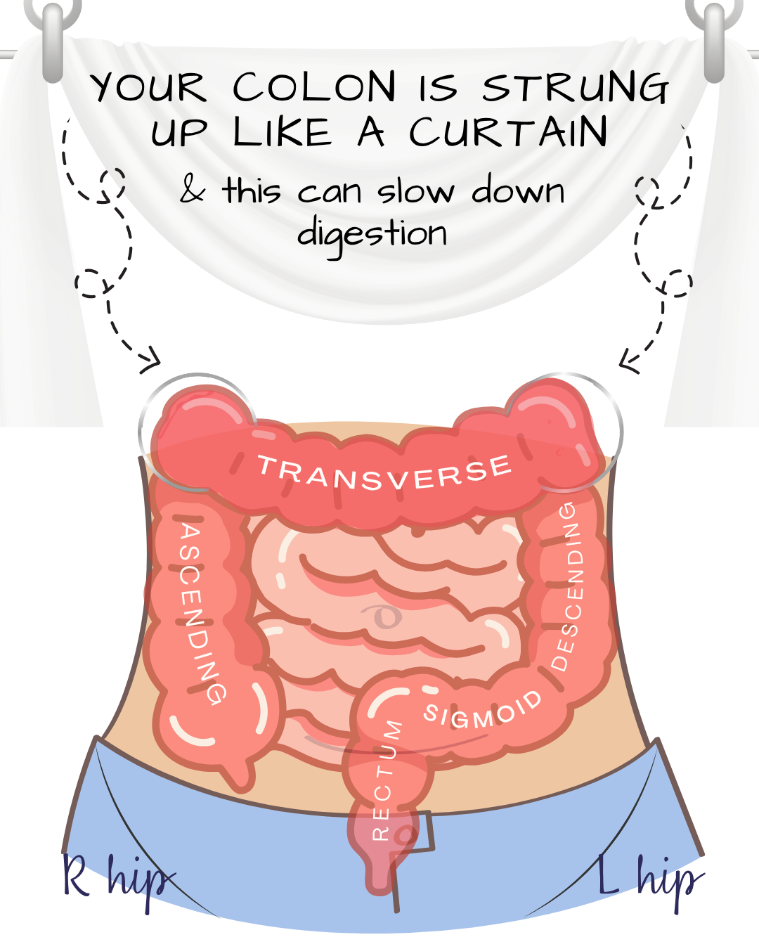The Colon is Strung Up Like a Curtain and This Can Slow Down Digestion ...