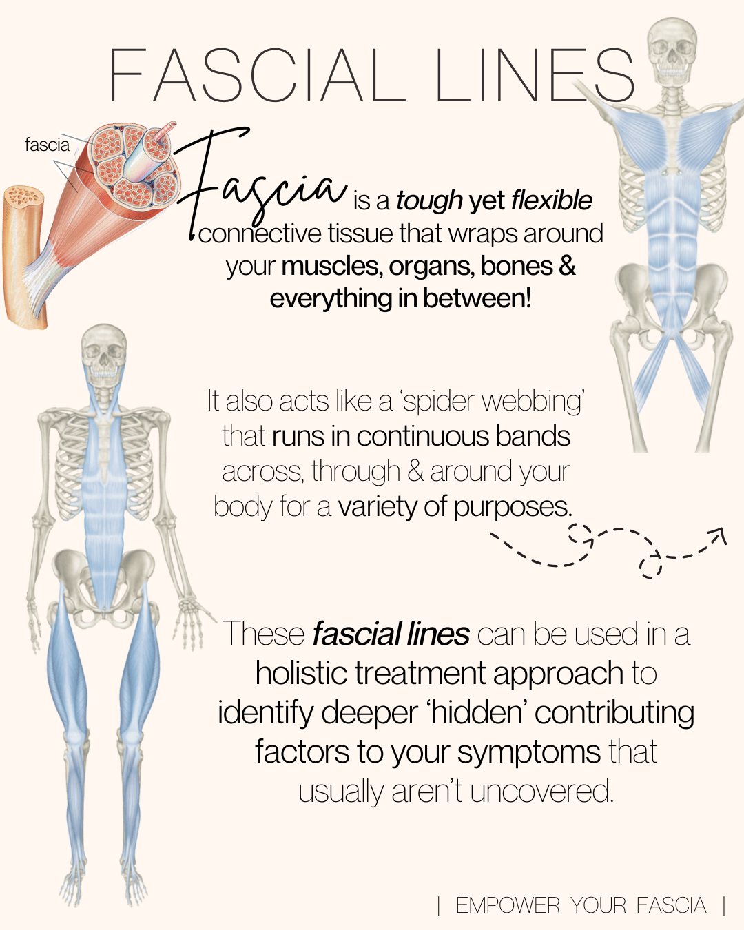 Fascial Lines – Empower Pelvic Floor Physical Therapy