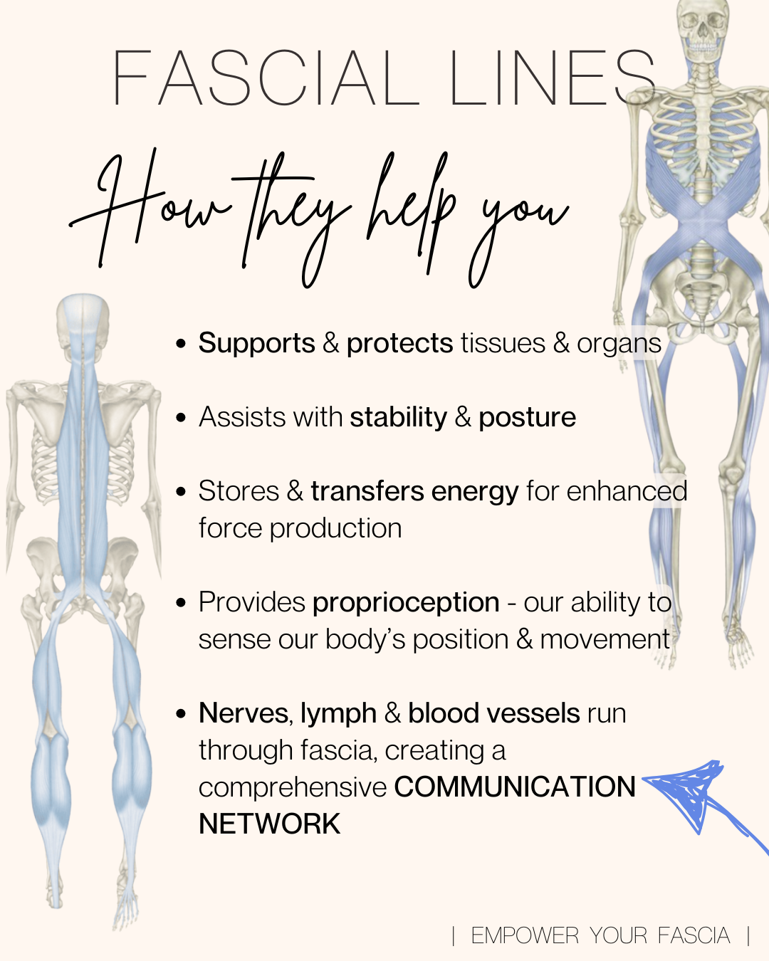 Fascial Lines – Empower Pelvic Floor Physical Therapy