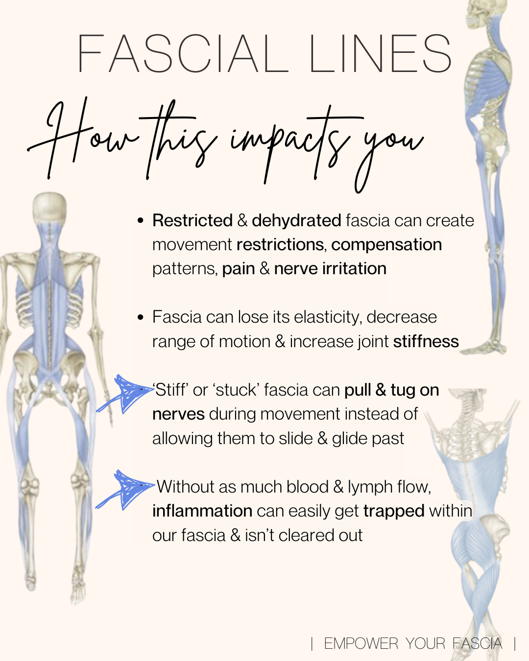 Fascial Lines – Empower Pelvic Floor Physical Therapy